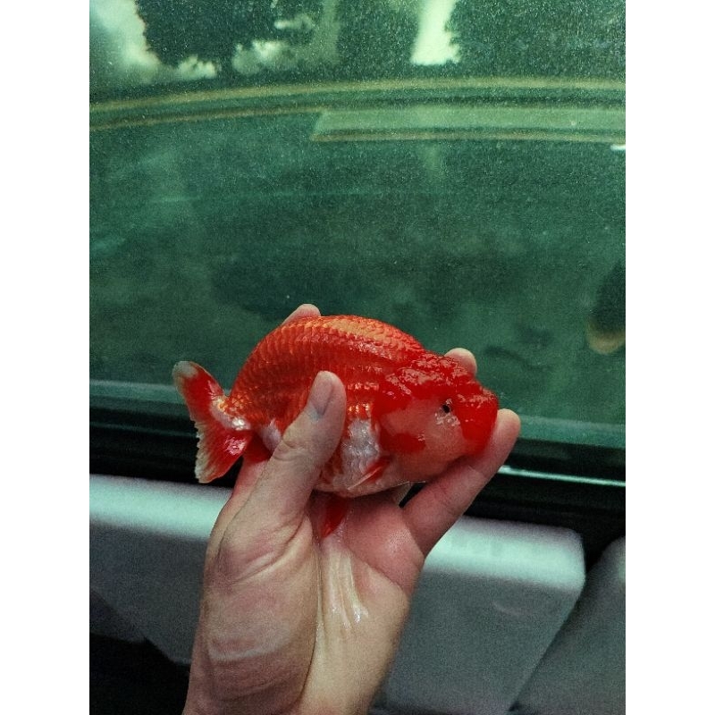 Jual Ikan Mas Koki RANCHU - Fancy High Quality Fish Hias Body Tiny Tail ...