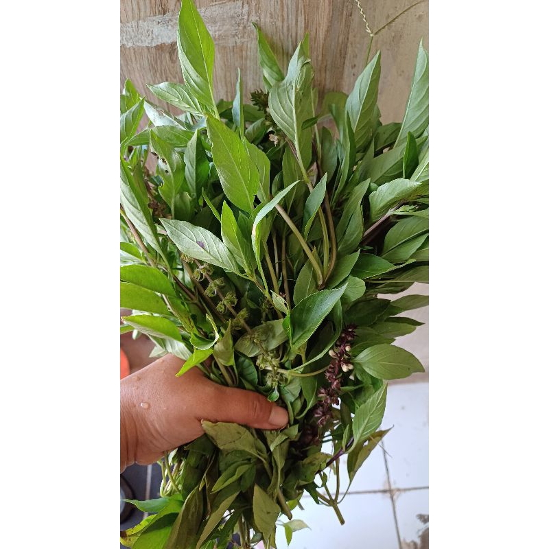 Jual 50 gram Daun basil Segar/daun selasih segar/Daun kemangi cina ...