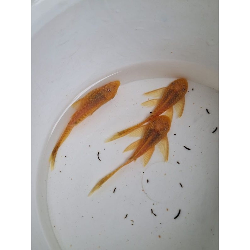 Jual Pleco L144 Brush Mouth Slayer Albino 3m | Shopee Indonesia