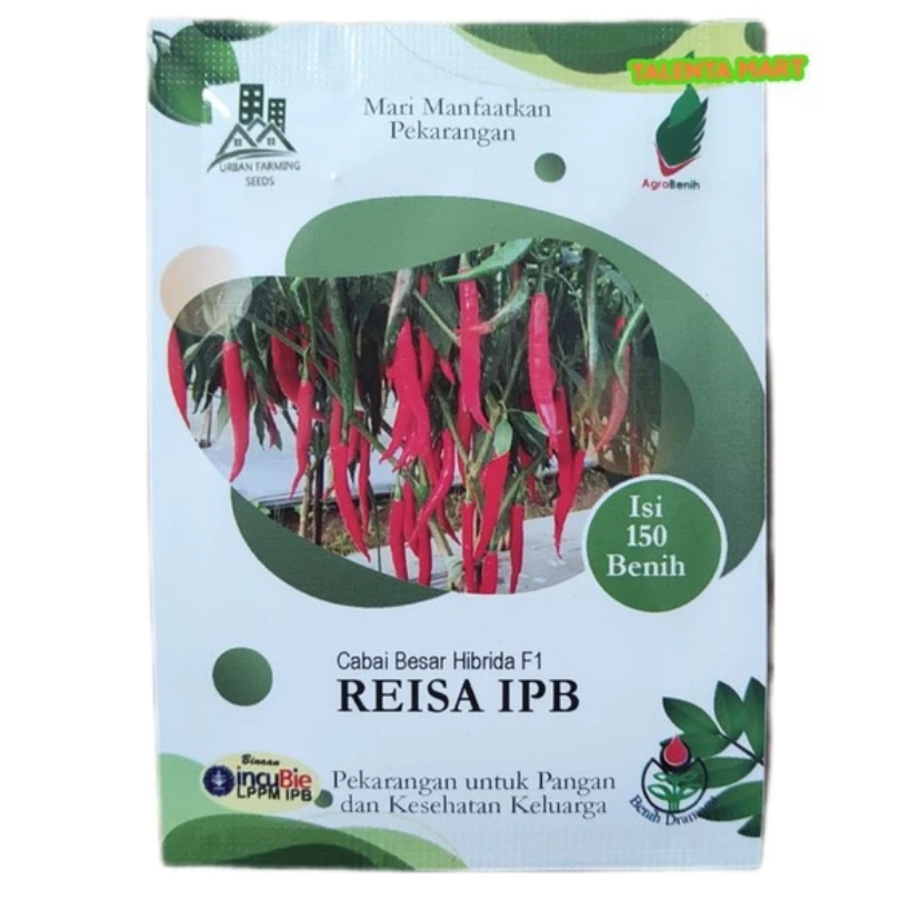Jual 150 BUTIR BENIH CABAI/ CABE BESAR HIBRIDA F1 REISA IPB EXP 2025 ...