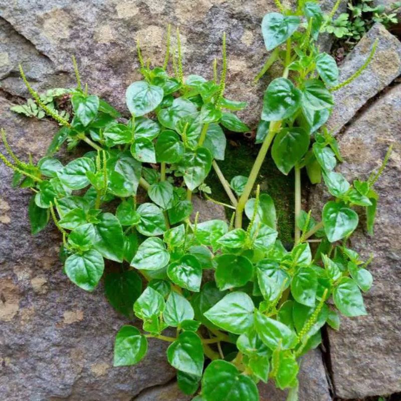 Jual sirih cina/sirih air/cehcer kempes/250 | Shopee Indonesia