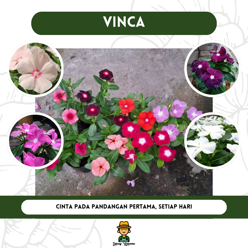 Jual Bunga VINCA IMPORT BERBUNGA - Tanaman Hias Bunga Gantung Vinca ...