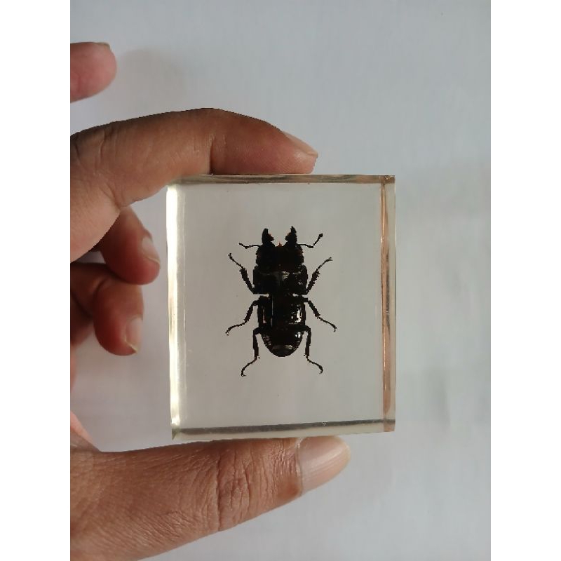 Jual Awetan serangga kumbang capit | Shopee Indonesia