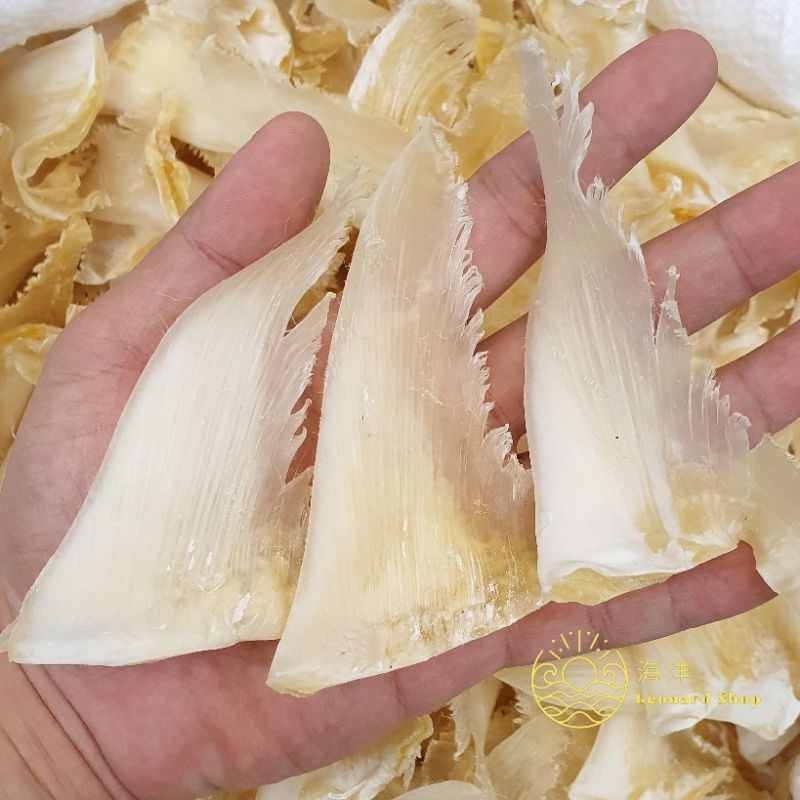 Jual HISIT UTUH SUPER 100GR 鱼翅 KERING UKURAN BESAR BAHAN SUP SIRIP IKAN ...