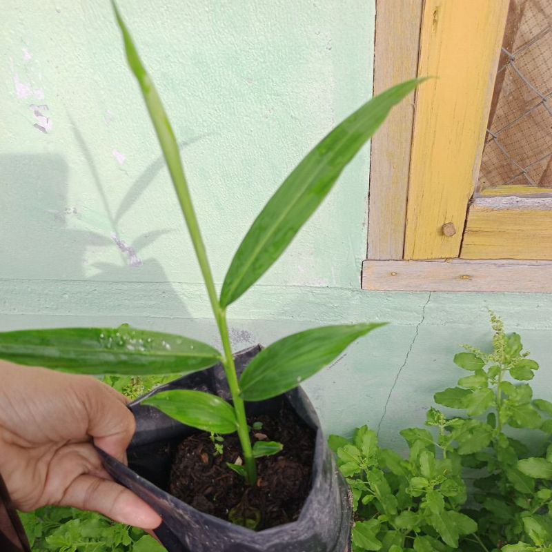 Jual bibit jahe merah dan jahe putih dikirim dengan media tanam nya ...