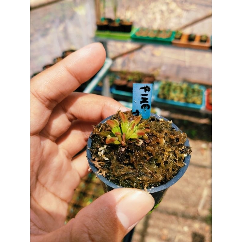 Jual Venus Fly Trap Fine Tooth Size Kecil | Shopee Indonesia