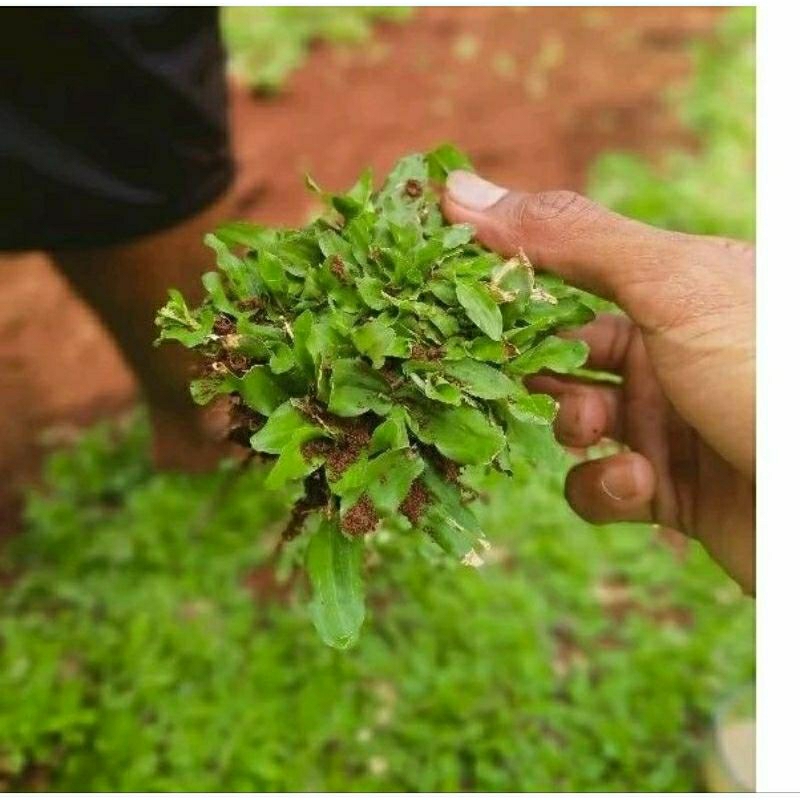 Jual paket 150 sobek'an rumput gajah mini siap tanam | Shopee Indonesia