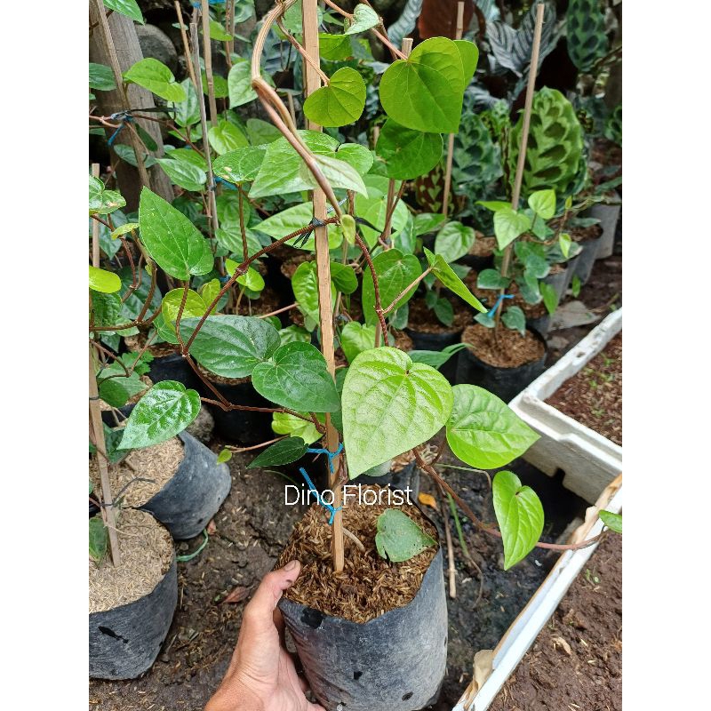 Jual Tanaman Herbal Sirih Hijau / Suruh Hijau | Shopee Indonesia