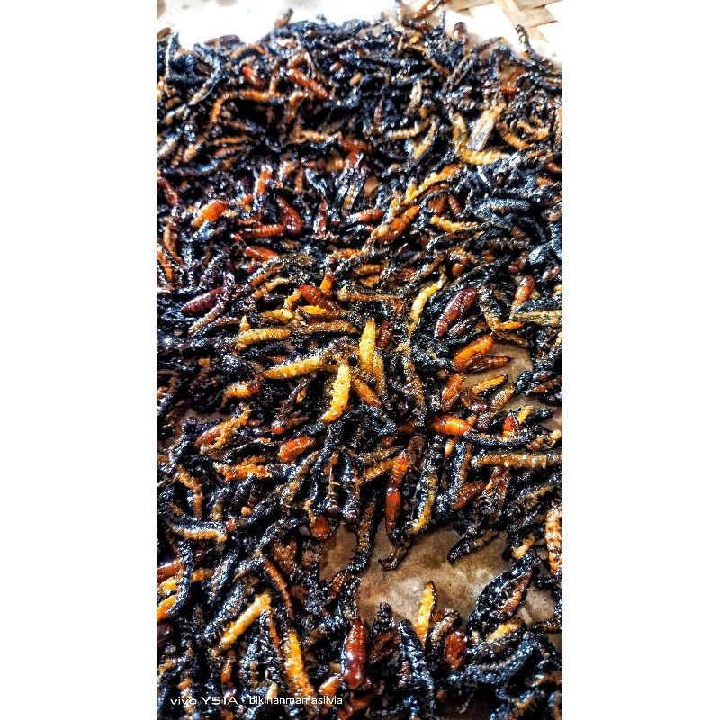 Jual Ulat jati uler Jati Mudel Jati Ungker Jati goreng gurih , pedas ...