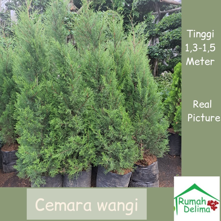 Jual Pohon cemara wangi 1,5 meter | Shopee Indonesia