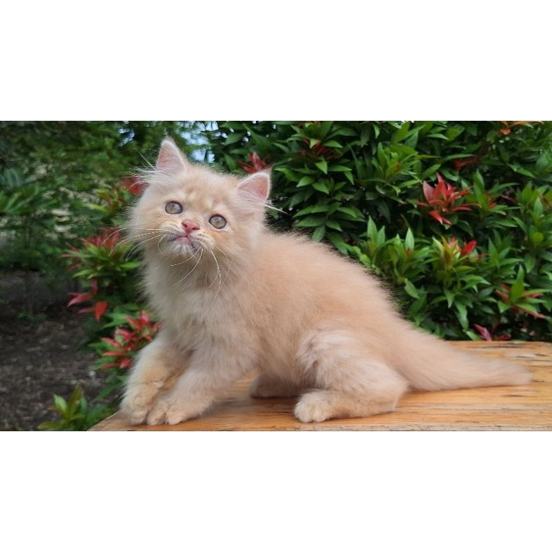 Jual KUCING PERSIA MEDIUM BETINA 2 BULAN CREAM LUCU | Shopee Indonesia