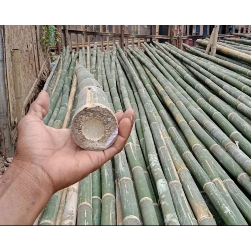 Jual Bambu steger uk.5-7cm panjang 6 meter | Shopee Indonesia