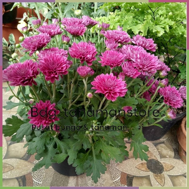 Jual ISI FULL MEDIA + POT TANAMAN BUNGA KRISAN SERUNI ASTER JUMBO ...