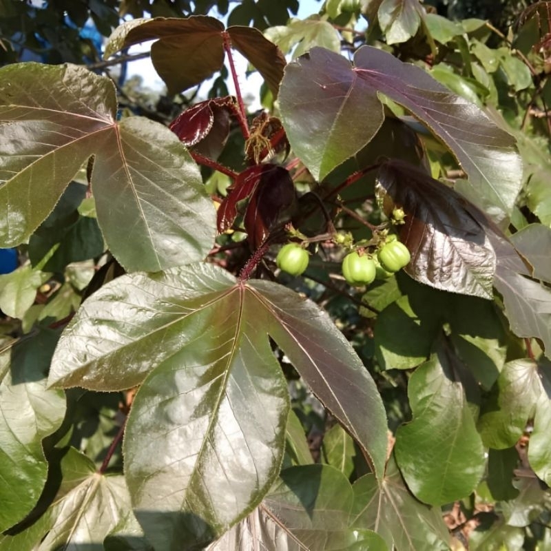 Jual pucuk daun jarak merah (jatropha gossypiifolia) | Shopee Indonesia