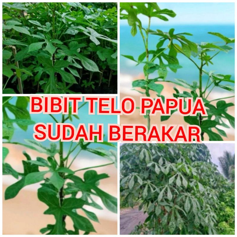 Jual Bibit telo papua singkong papua BERAKAR buat pakan ternak | Shopee ...