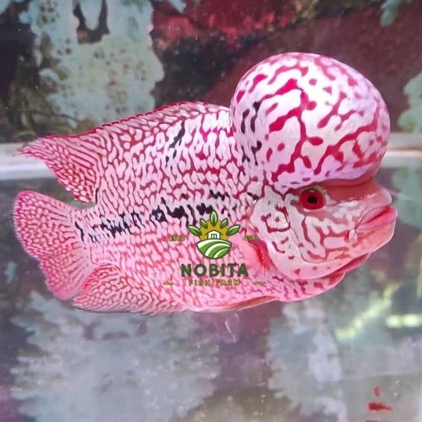 Jual perlengkapan aquarium super vvip kamfa koh leon v2 super grade ...