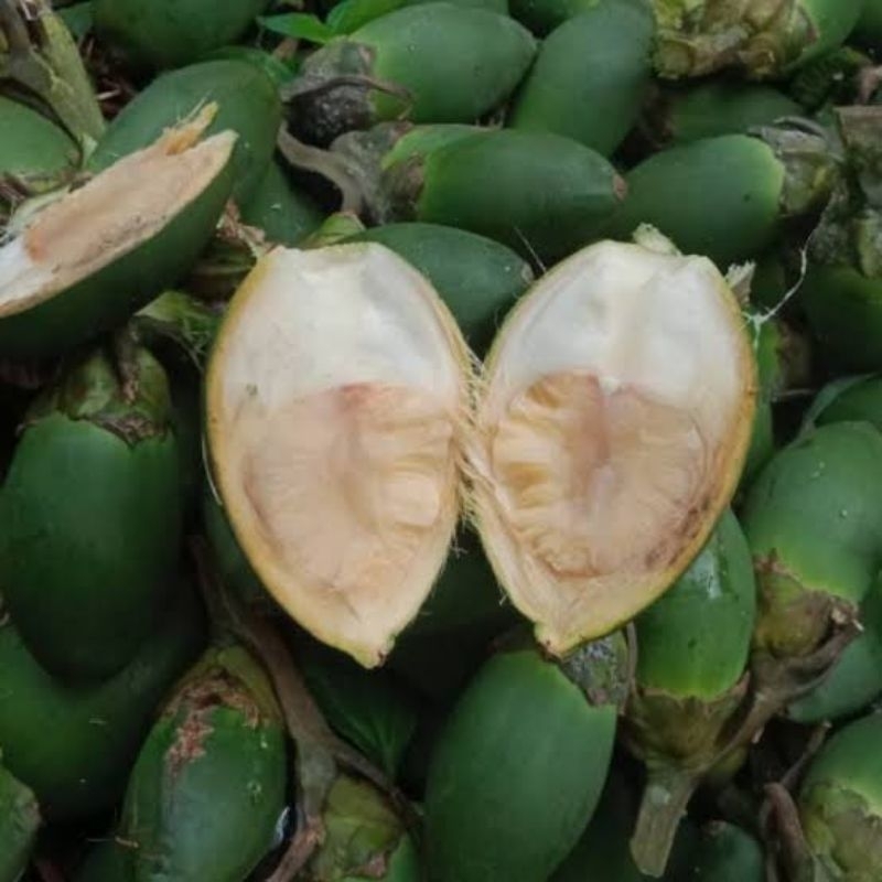 Jual Buah pinang muda 1kg | Shopee Indonesia