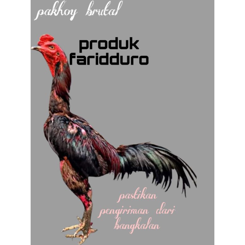 Jual Telur fertil ayam pakhoy full brakot brutal trah aswindam GARANSI ...