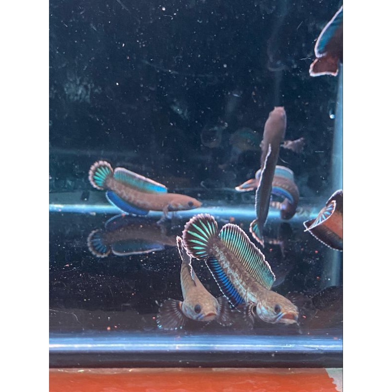 Jual Andrao gondrong jos jis | Shopee Indonesia