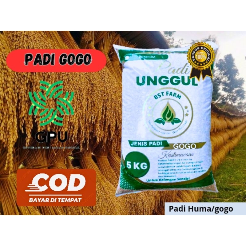 Jual BENIH PADI GOGO , PADI HUMA/PADI DARAT BERKUALITAS PREMIUM KEMASAN ...
