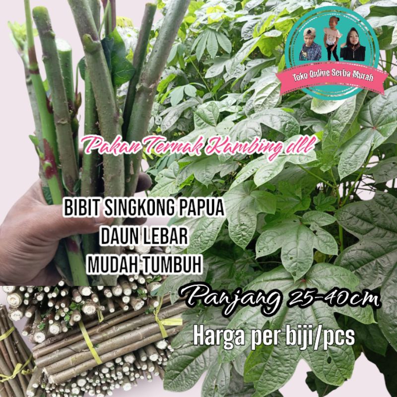 Jual Bibit SINGKONG PAPUA daun lebar viral pakan ternak kambing | Shopee Indonesia