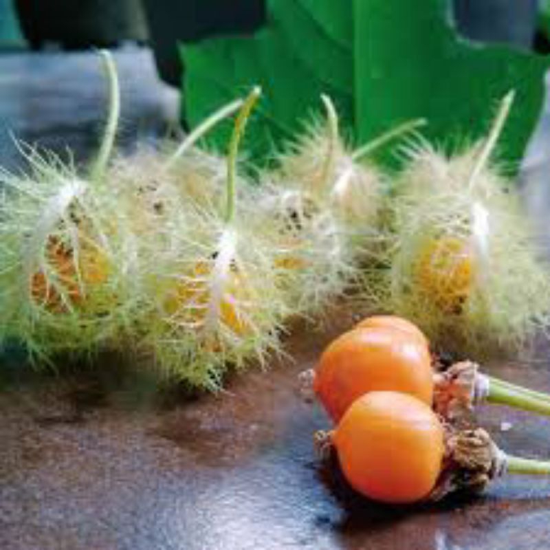 Jual Biji Rambusa Mini/20Biji | Shopee Indonesia