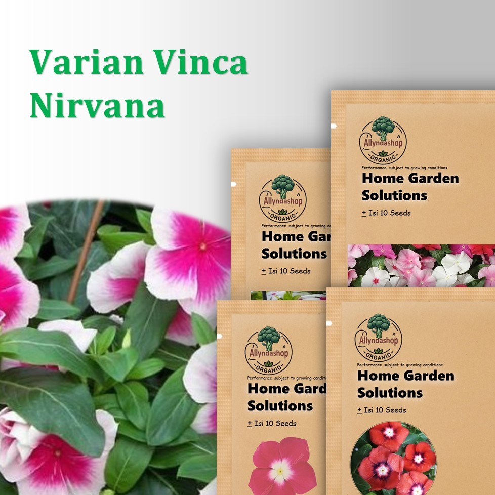 Jual Bibit Benih Bunga Vinca Tapak Dara | Shopee Indonesia