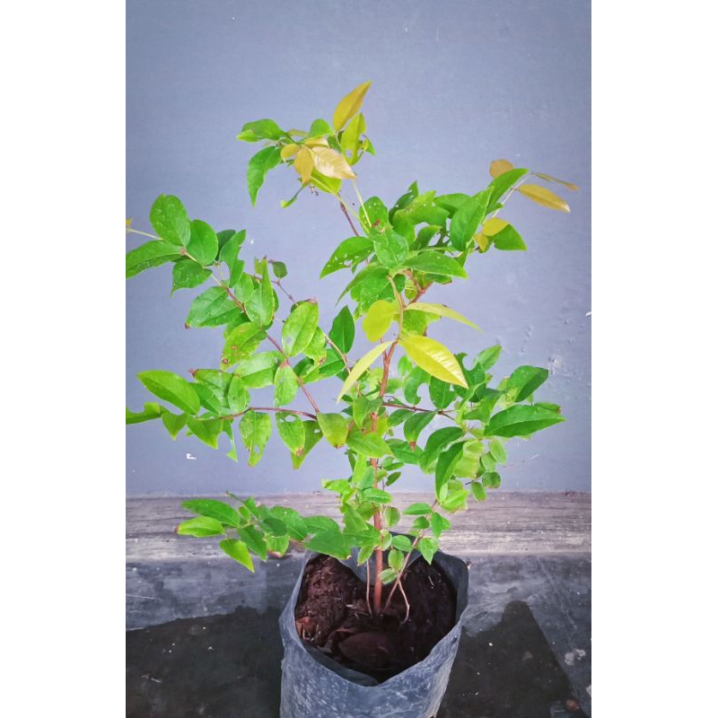 Jual Bibit tanaman buah anggur brazil anggur pohon preco anggur pohon ... Jual Bibit tanaman buah anggur brazil anggur pohon preco anggur pohon ...