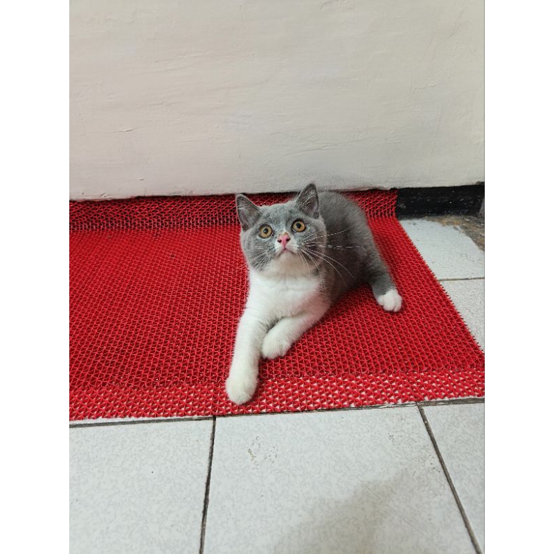 Jual Kucing BSH (British Short Hair) Bicolor | Shopee Indonesia
