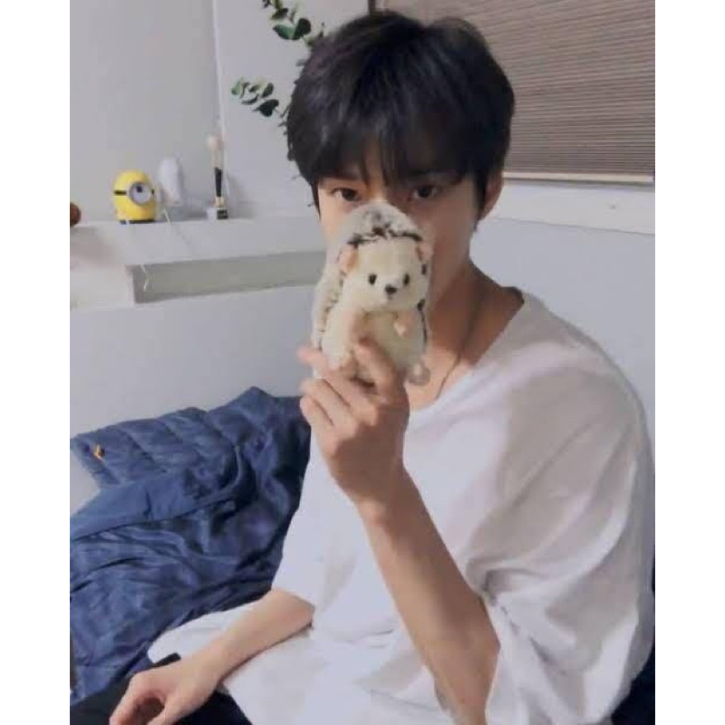 Jual Sunlemon Hedgehog/ Boneka Landak/ Boneka Doyoung Dochi | Shopee ...