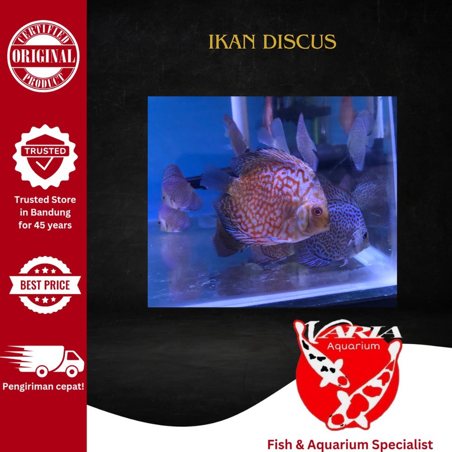 Jual Ikan Hias Discus Ikan Hias Aquarium Diskus | Shopee Indonesia