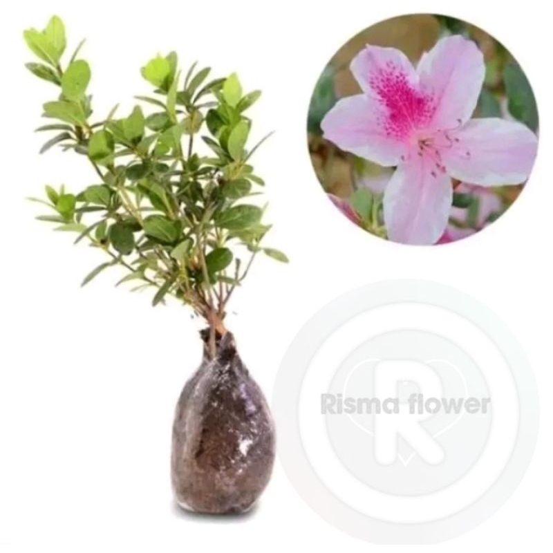 Jual Tanaman pohon azalea bunga pink / tanaman pohon bunga azalea ...
