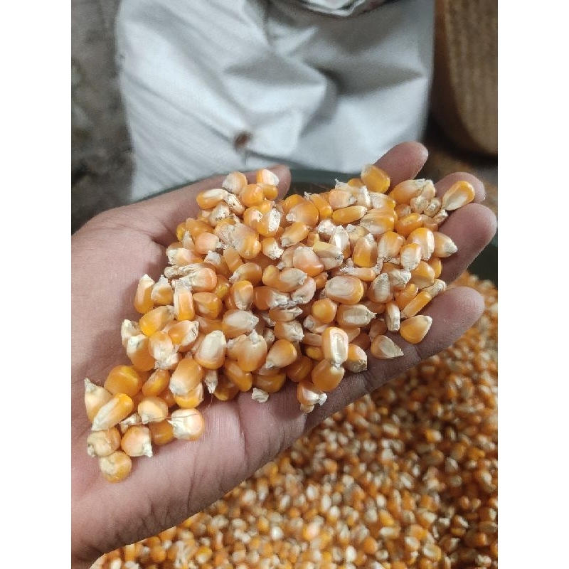 Jual jagung pipil kering 1kg | Shopee Indonesia