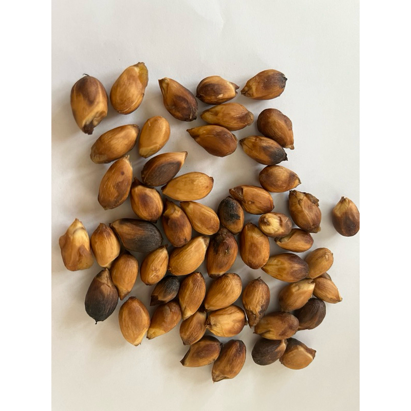 Jual promo 1 kg benih jati putih gemelia atau gembilina siap tanam ...