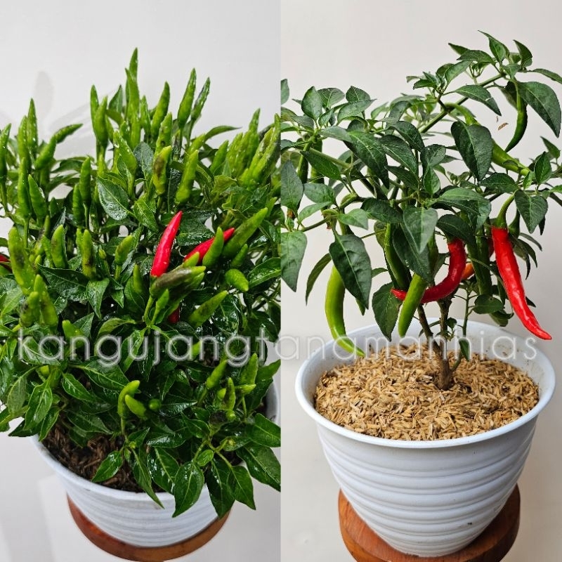 Jual 2 JENIS TANAMAN CABE CABAI ( RAWIT & KRITING ) | Shopee Indonesia