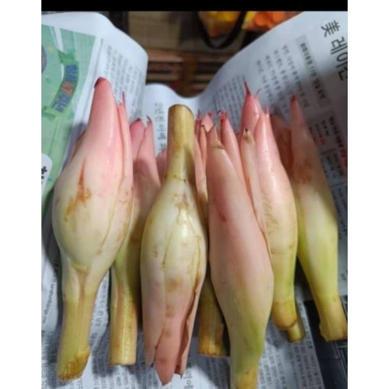 Jual kecombrang / honje / kembang rias kincong kencong segar 1kg ...