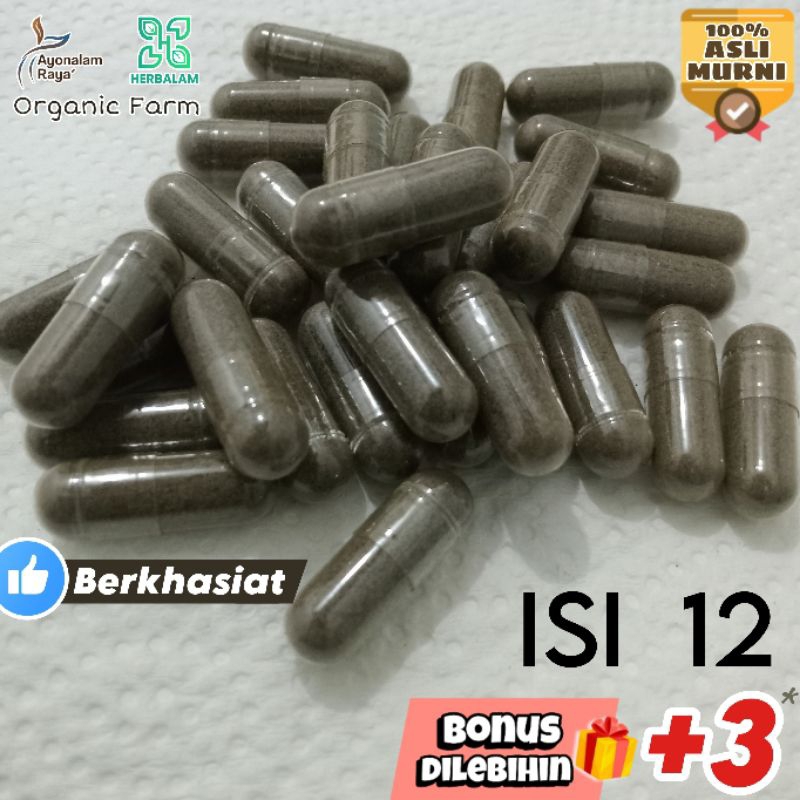 Jual Obat Herbal Radang Obat Luka Kapsul Cacing Tanah Asli | Shopee ...