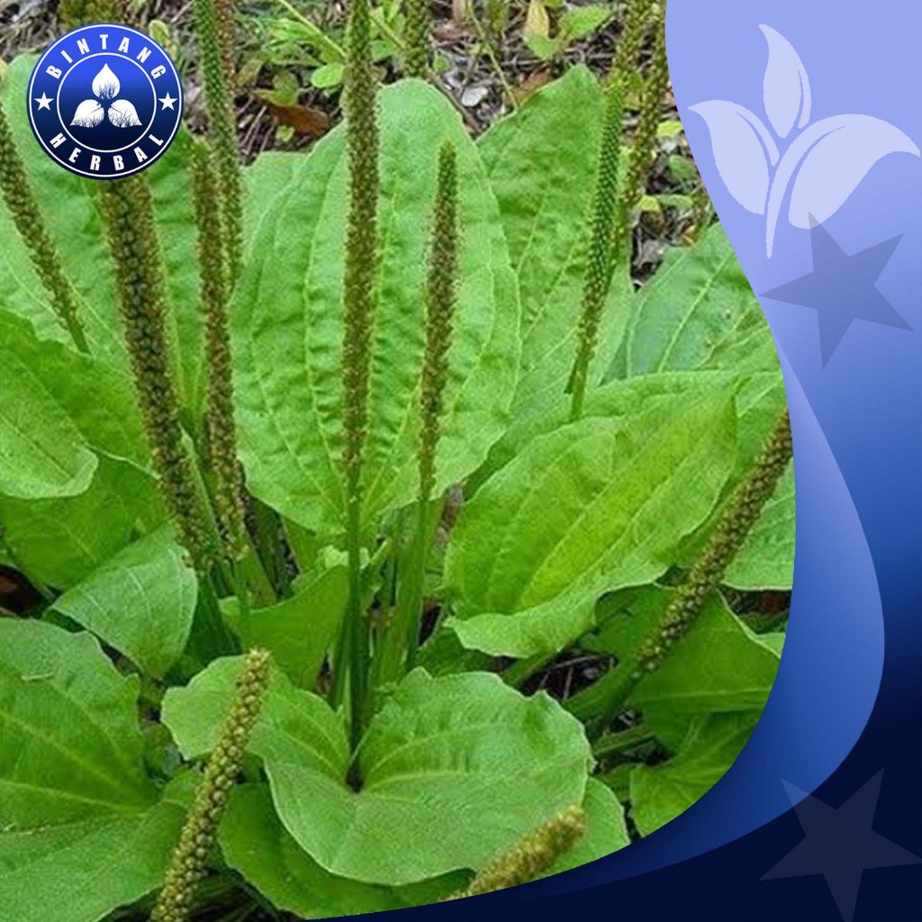 Jual DAUN SEDOK ATAU KI URAT /100 GRM - BINTNG HERBAL | Shopee Indonesia