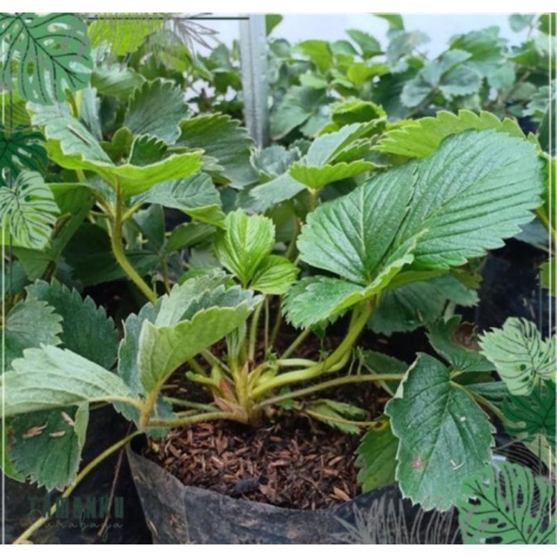 Jual Bibit stoberi 1 batang siap tanam | Shopee Indonesia