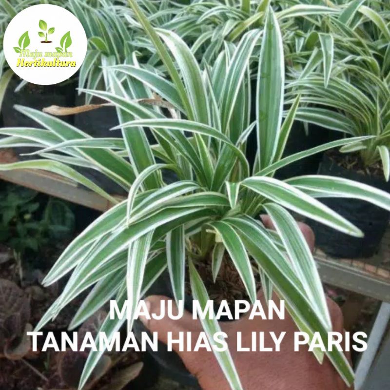 Jual TANAMAN HIAS LILY PARIS/ BUNGA TANAMAN LILY PARIS | Shopee Indonesia