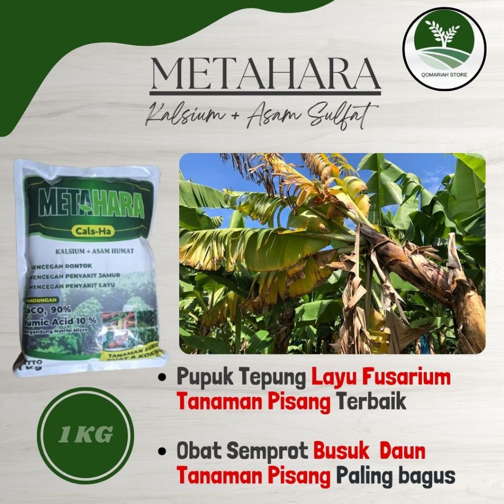 Jual Pupuk fungisida layu fusarium tanaman pisang ampuh - METAHARA - Obat semprot basmi busuk ...