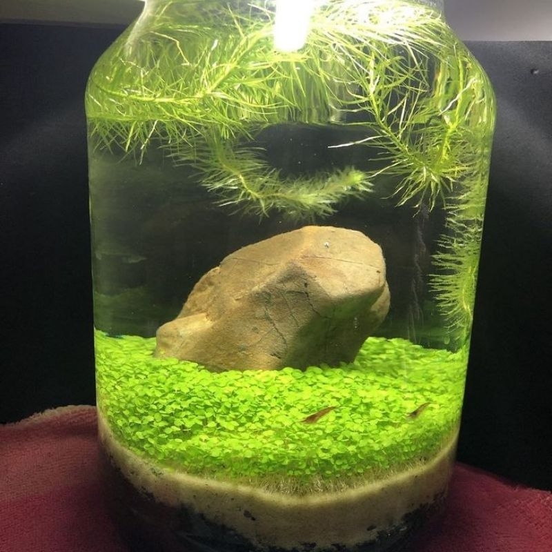 Jual Akuarium Ikan Cupang Full Set Tinggal Rakit Grade B+ | Shopee ...