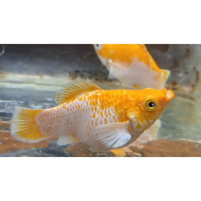 Jual molly lemon head | Shopee Indonesia