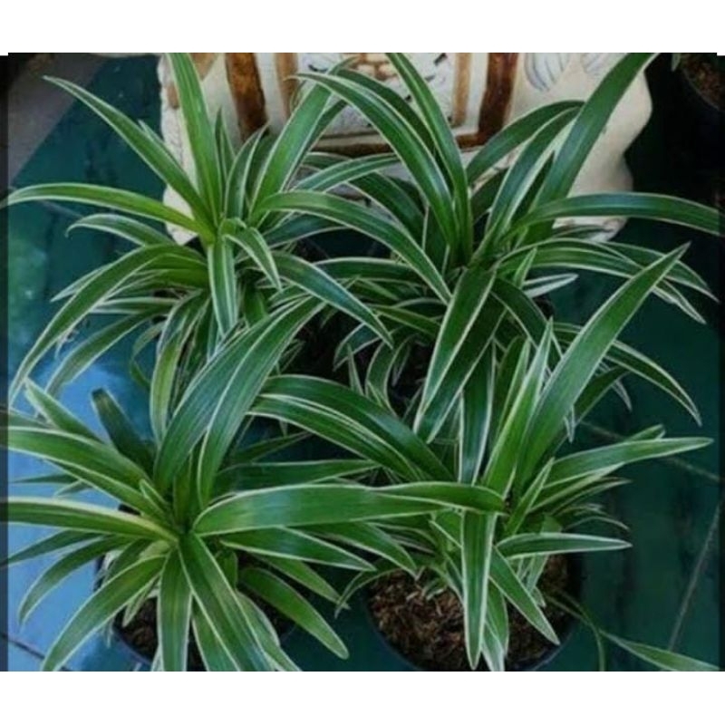 Jual Tanaman Hias Lili paris umbi spider plant | Shopee Indonesia