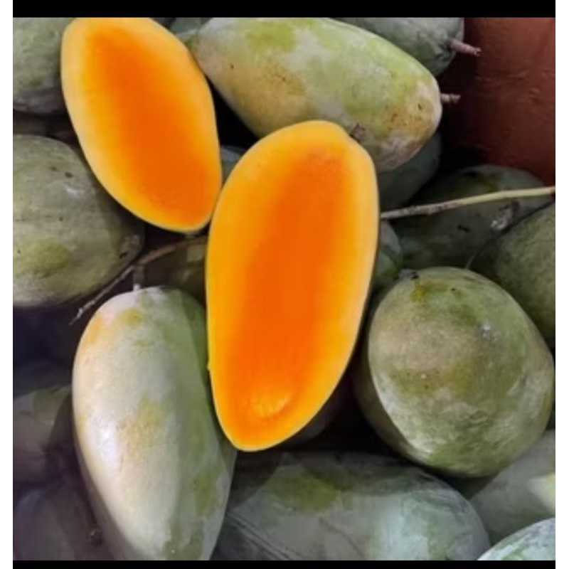 Jual MANGGA KIOJOY /MANGGA THAILAND 1 BIJI 800-1000 GRAM | Shopee Indonesia