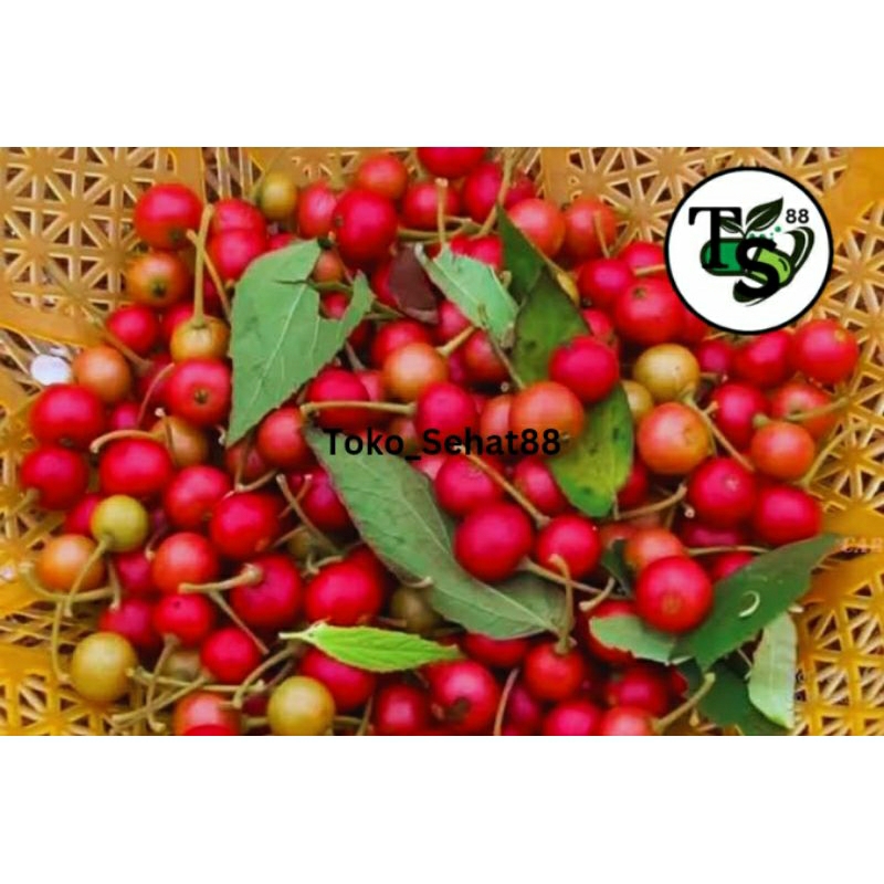 Jual buah kersen/ceri/talok | Shopee Indonesia