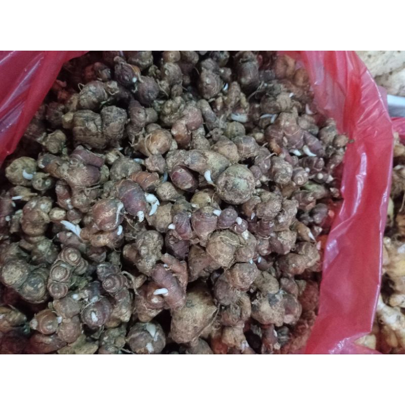 Jual kencur / cikur seblak segar murah meriah Per (1kg) | Shopee Indonesia