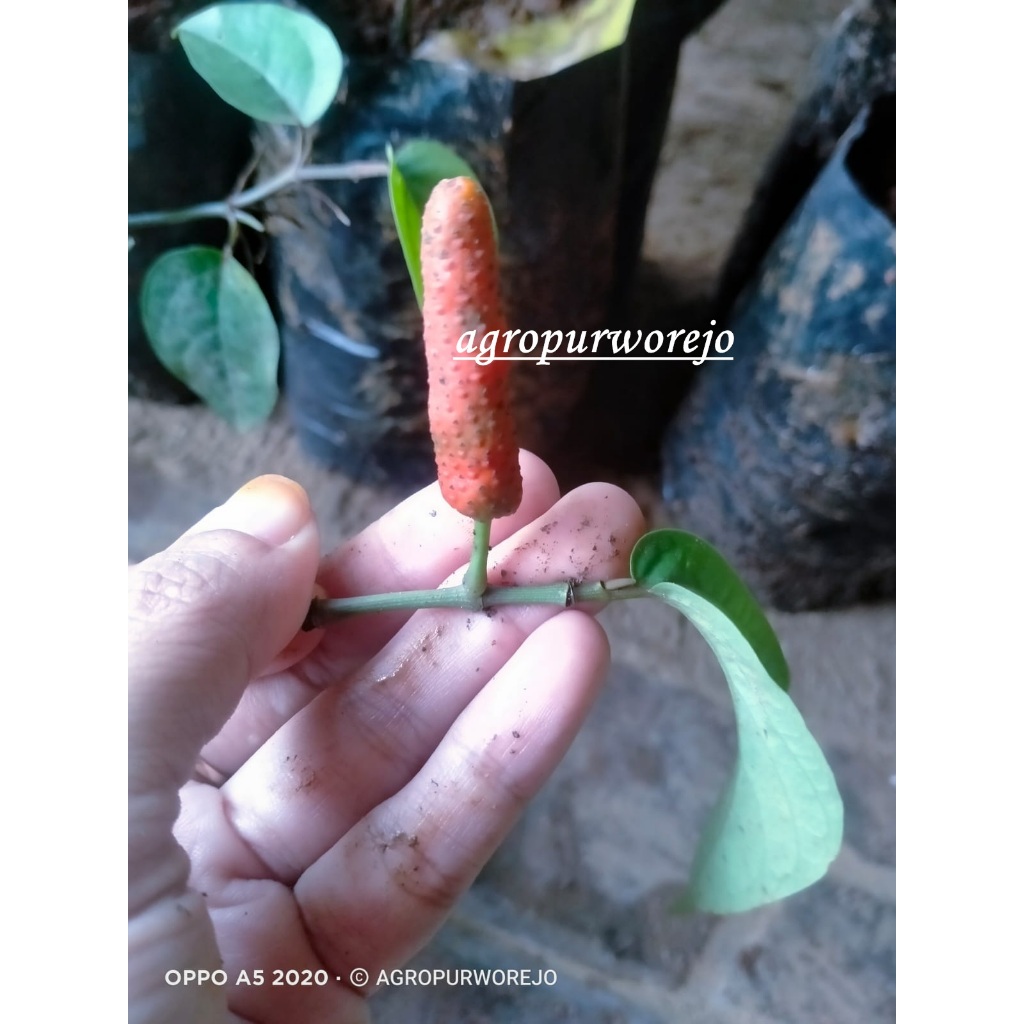 Jual Perdu - Bibit Tanaman Cabai jamu / cabe jawa / Cabai Jawa / Cabe ...