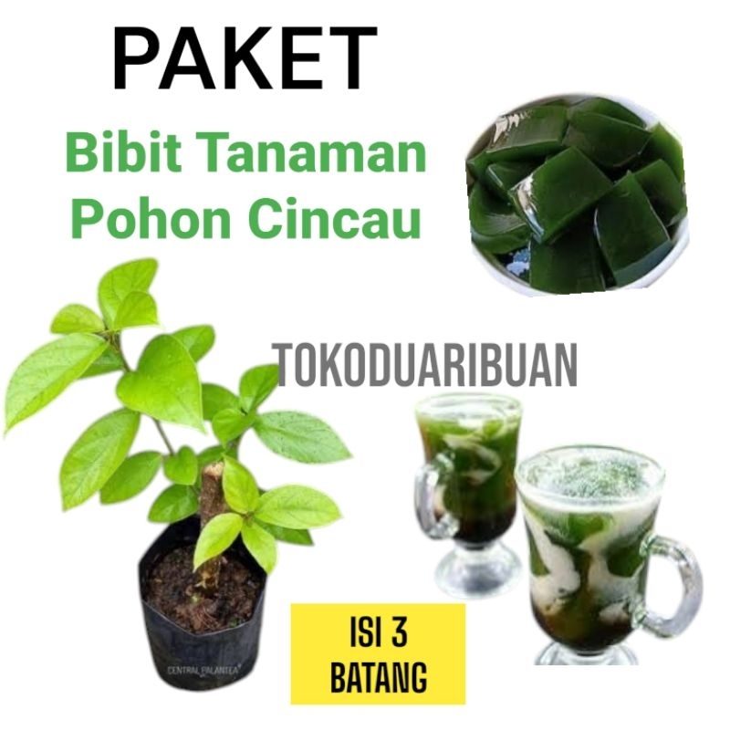 Jual Paket Bibit Tanaman Pohon Cincau Isi 3 Batang | Shopee Indonesia