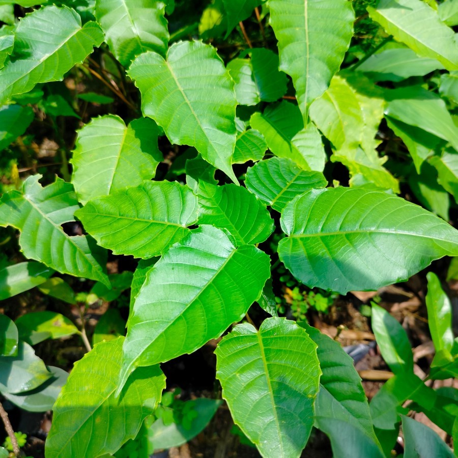 Jual Tanaman Hias IMPORT /peneduh pohon Kalpataru/Pohon Roda dari semai ...